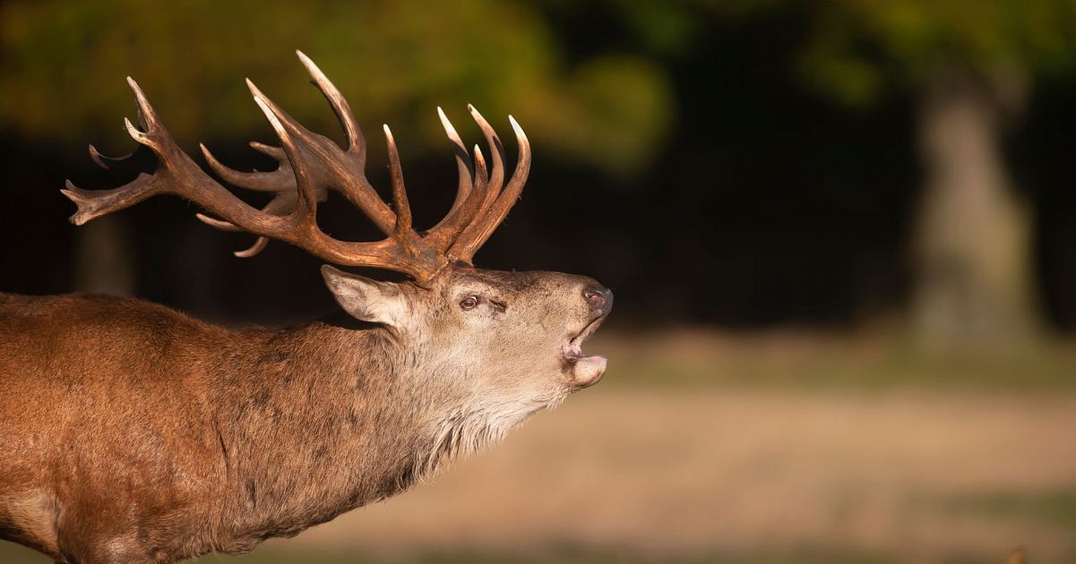 Il Bramito nei Sibillini. Escursione serale alla scoperta del bramito ...