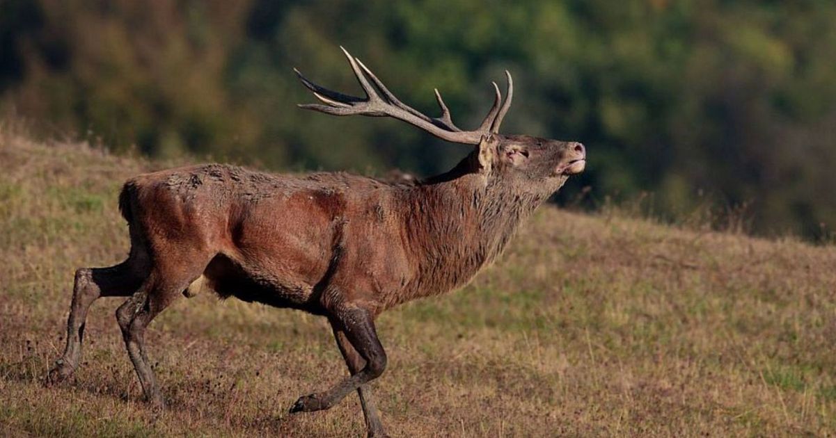Bramito del cervo al tramonto. Escursione guidata alla scoperta del ...