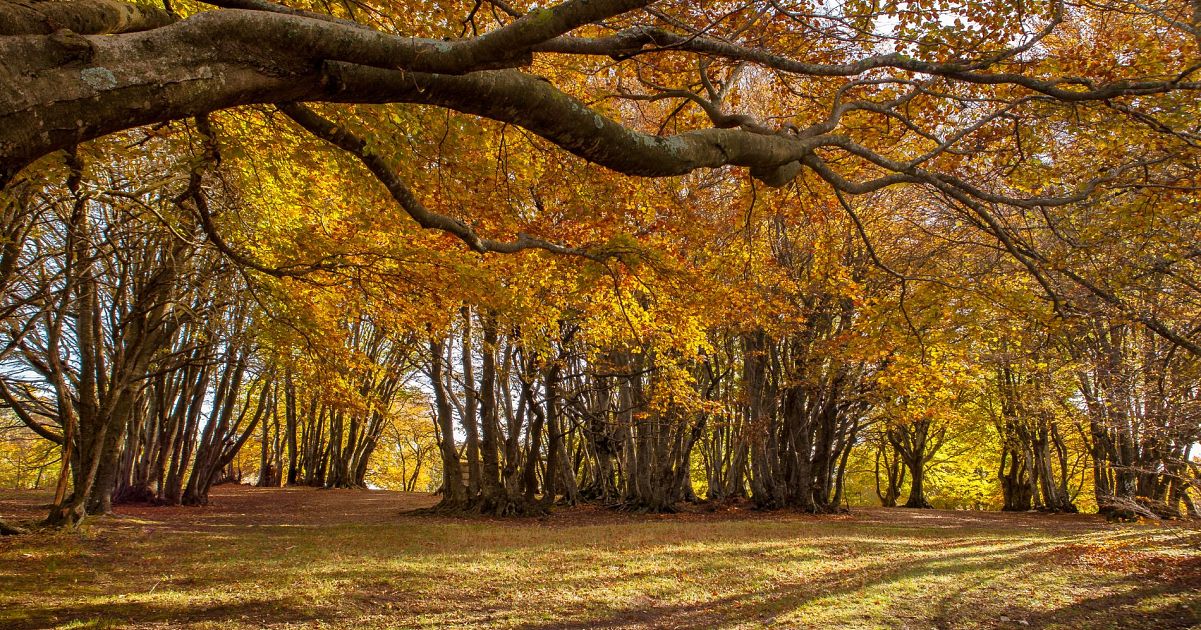 Foliage a Canfaito. Escursione guidata nelle faggete di Canfaito, Marche